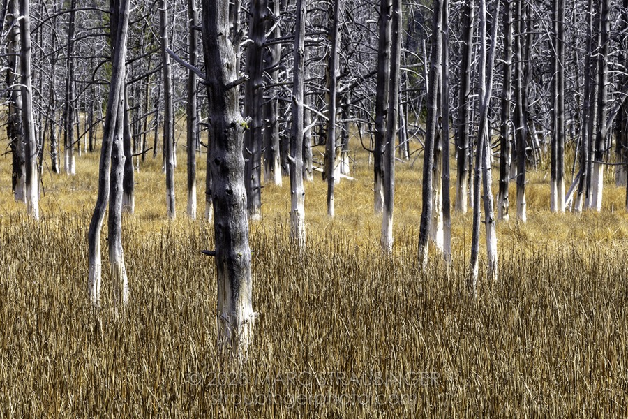 Straubinger Photography