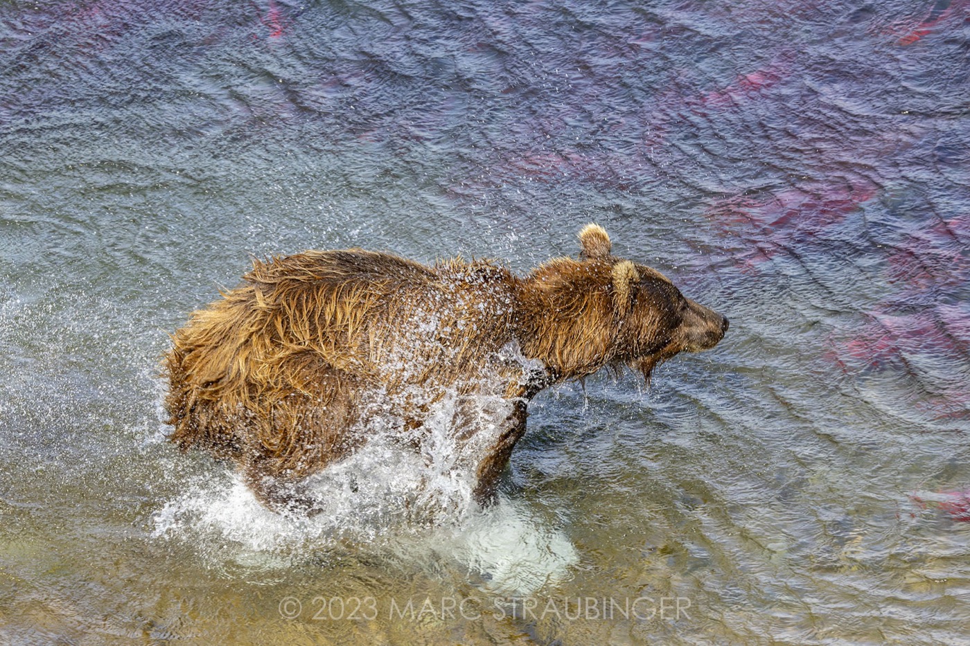 Straubinger Photography
