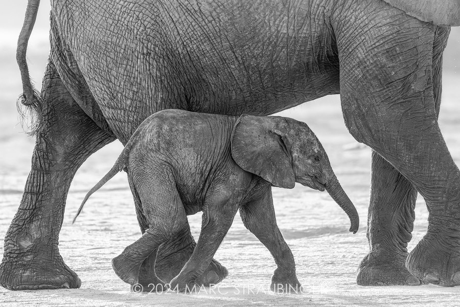 Straubinger Photography